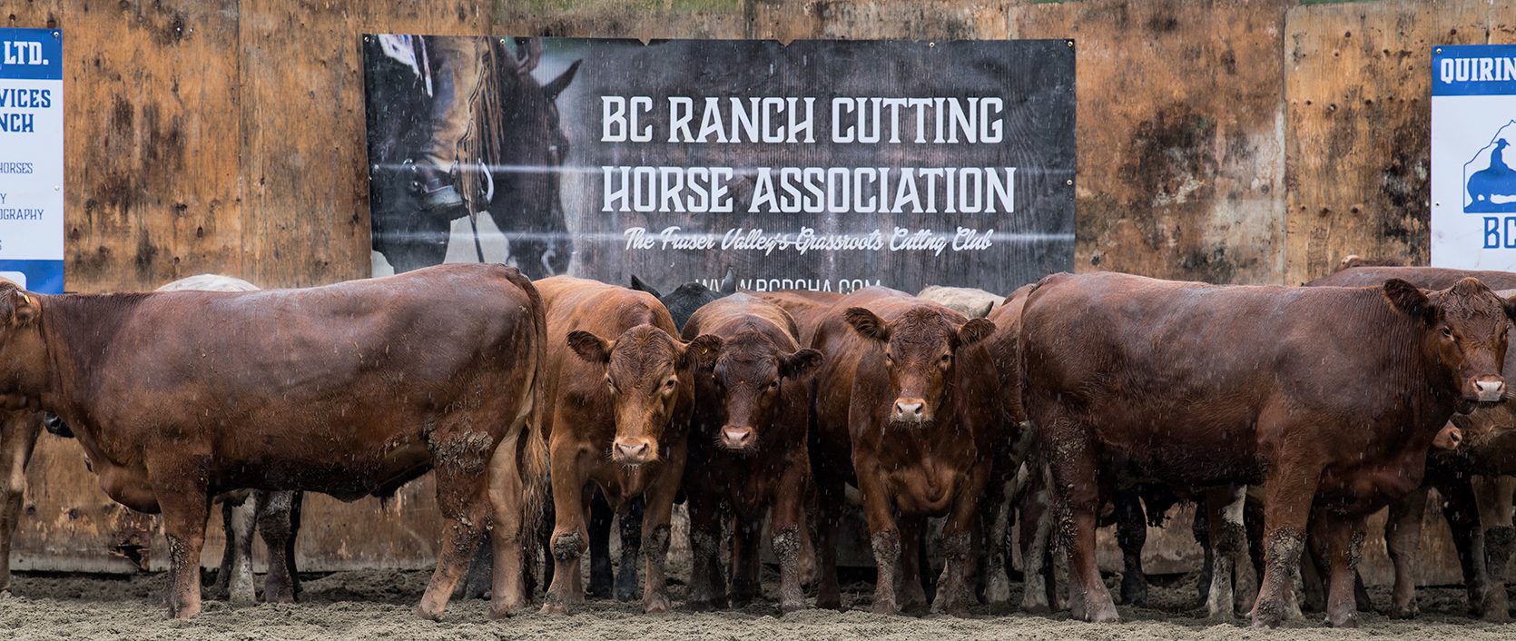 BC Ranch Cutting Horse Association