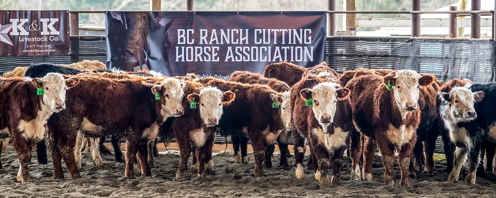 BC Ranch Cutting Horse Association