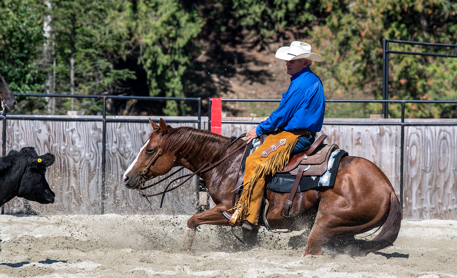 BC Ranch Cutting Horse Association